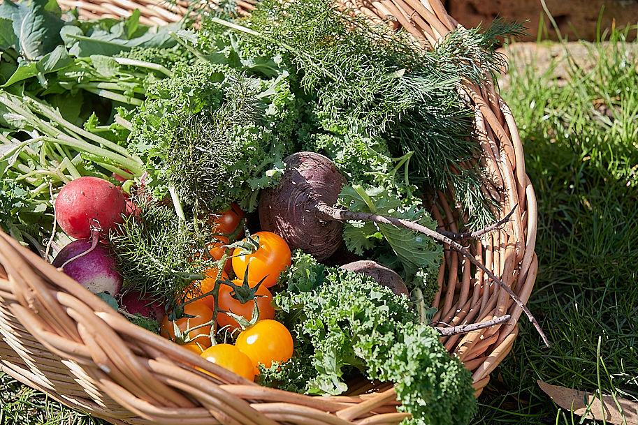Grow your own cucumbers | OXO UK