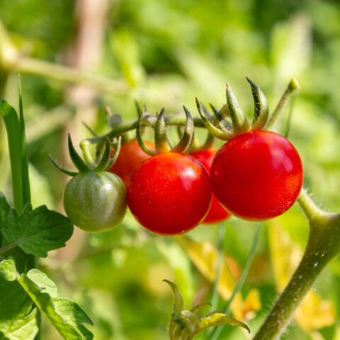 Grow your own tomatoes | OXO UK
